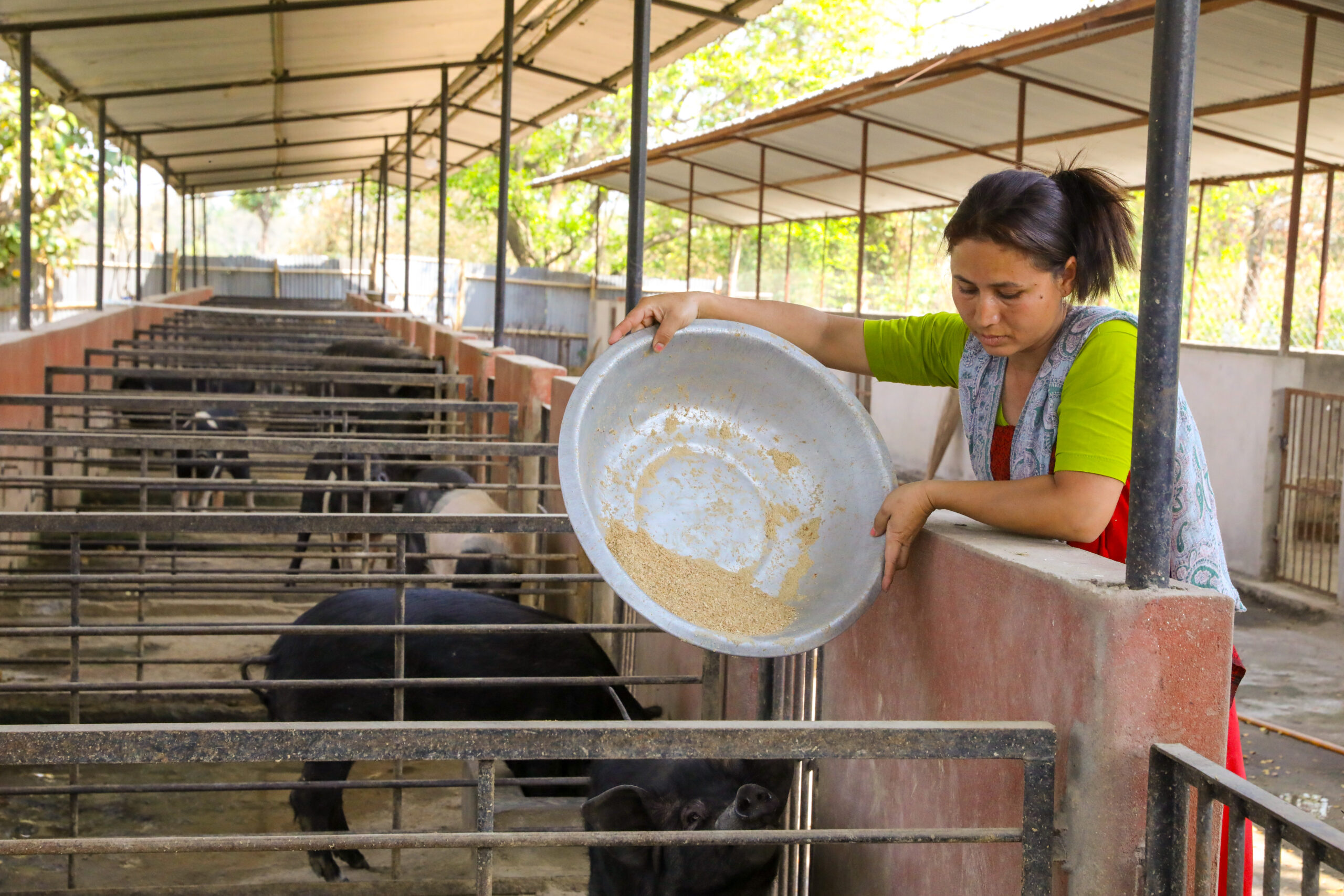 Integrated Livestock Farming - Bodoland Development Foundation